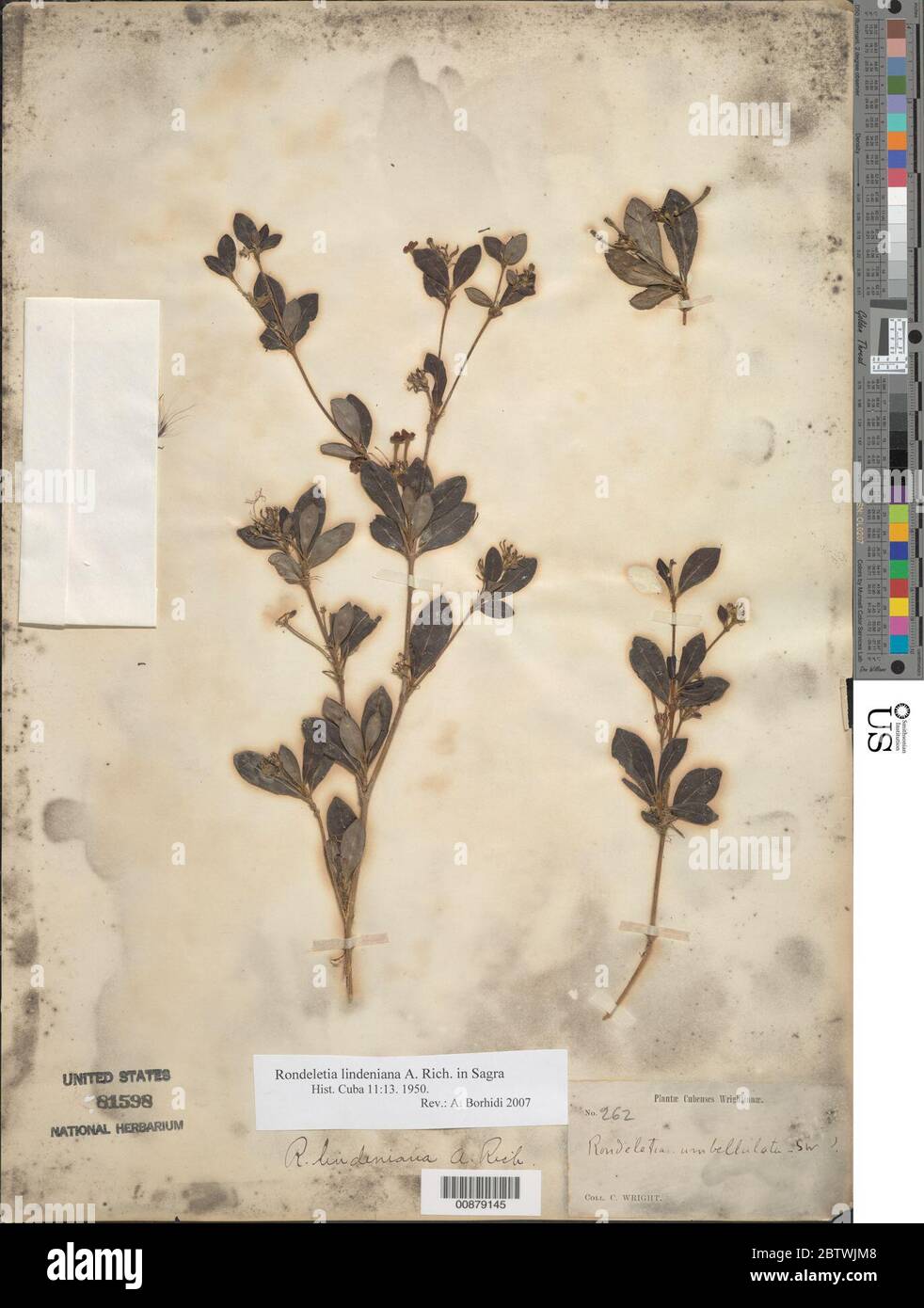 Rondeletia lindeniana A Rich Stock Photo - Alamy