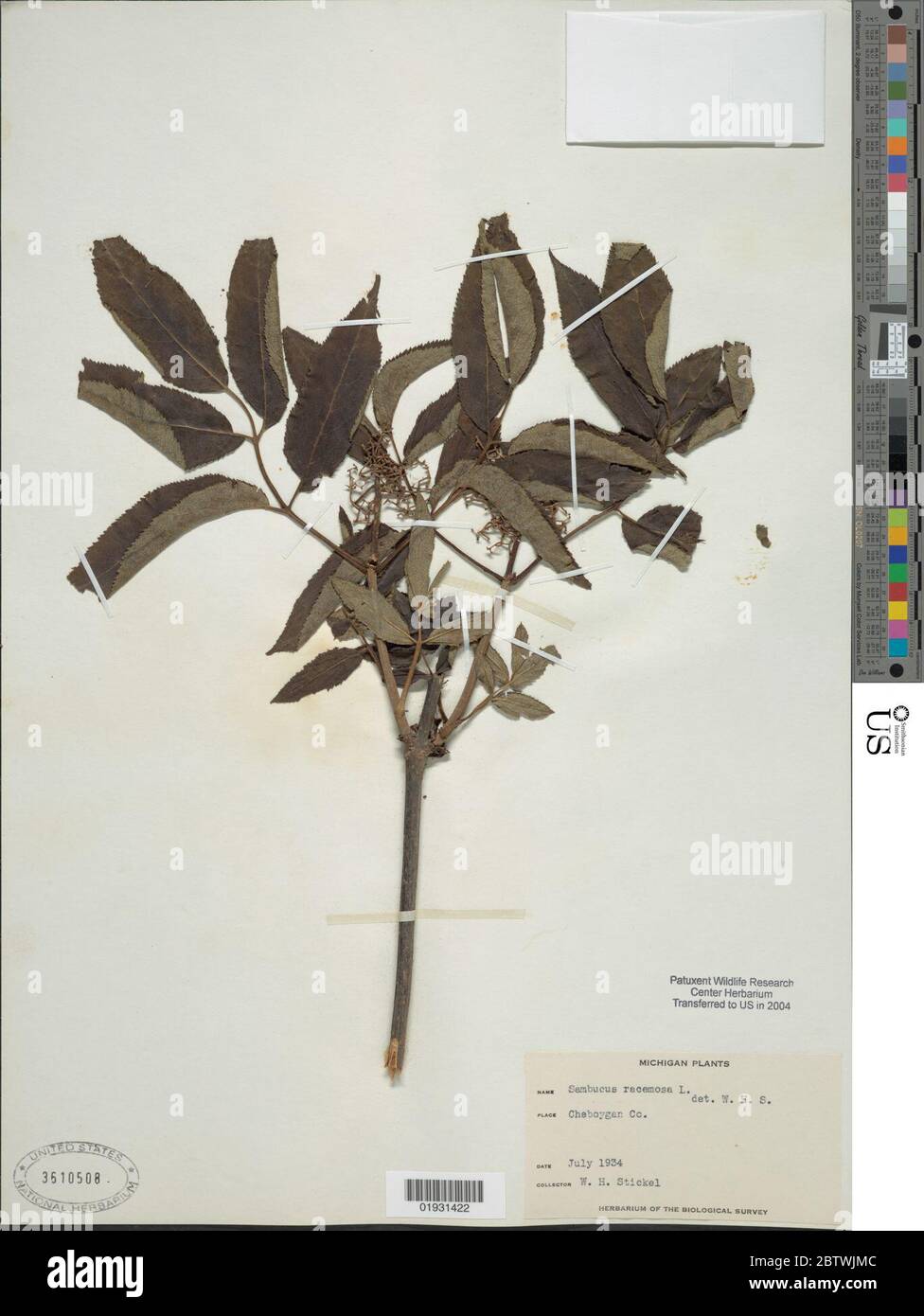 Sambucus racemosa L Stock Photo - Alamy