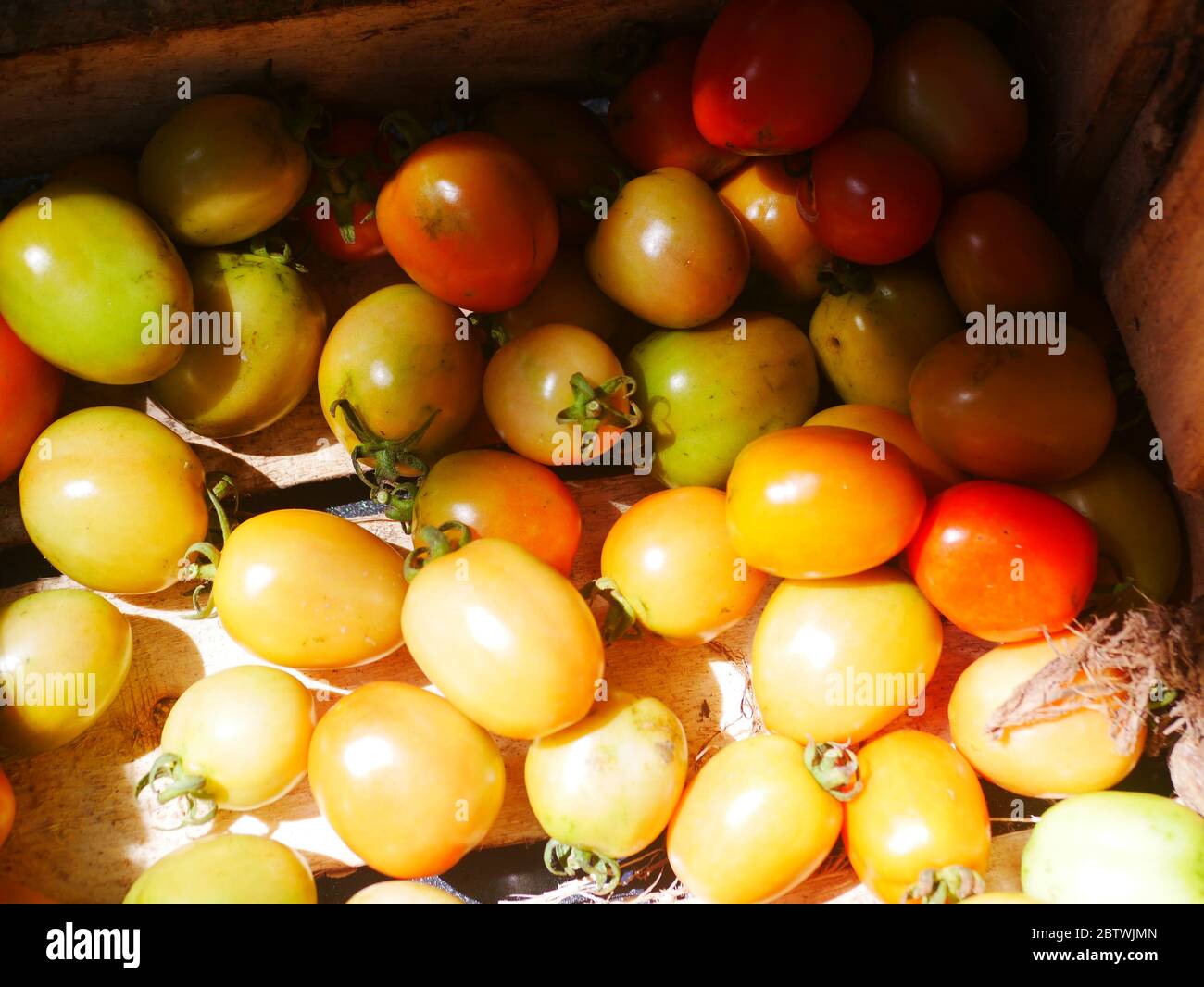 Tomatoes can be harvested from 70-90 days after transplanting Stock ...