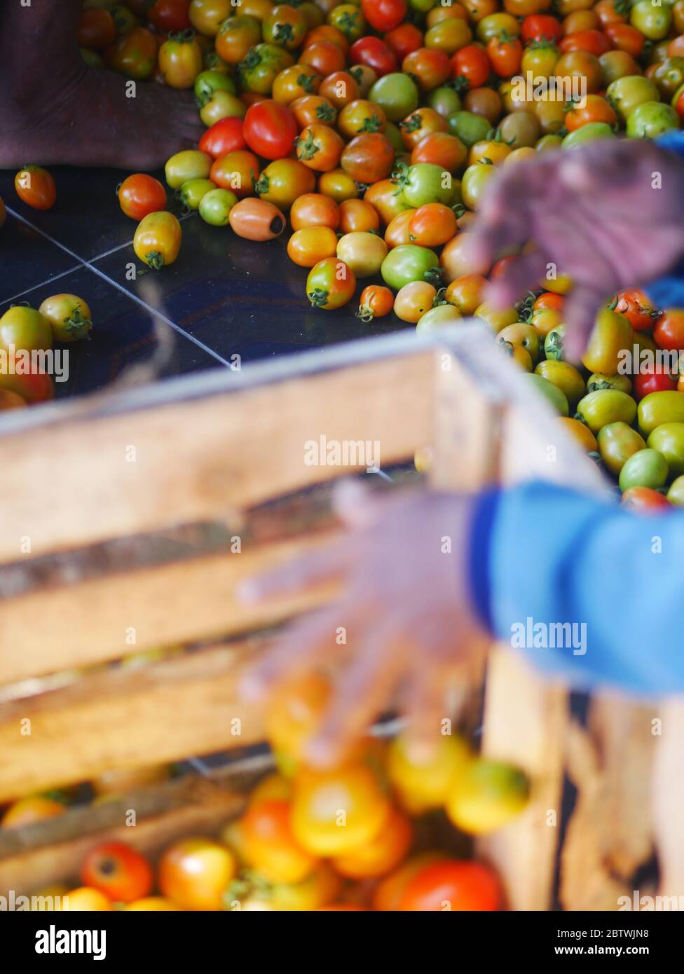 Workers package tomatoes in a box before being brought to the market ...