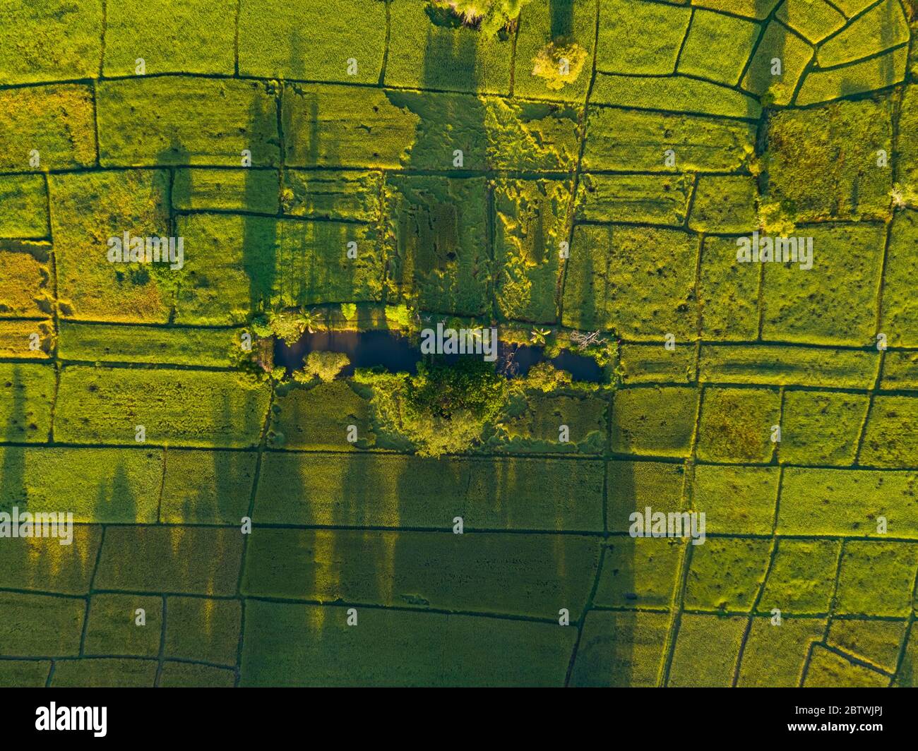 Aerial view of the rice field landscape for nature background Stock ...