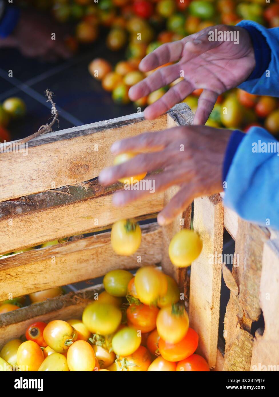 Workers package tomatoes in a box before being brought to the market ...