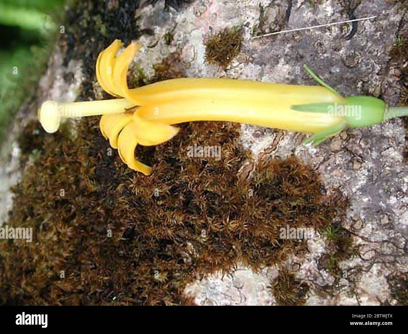 Scaevola glabra hi-res stock photography and images - Alamy