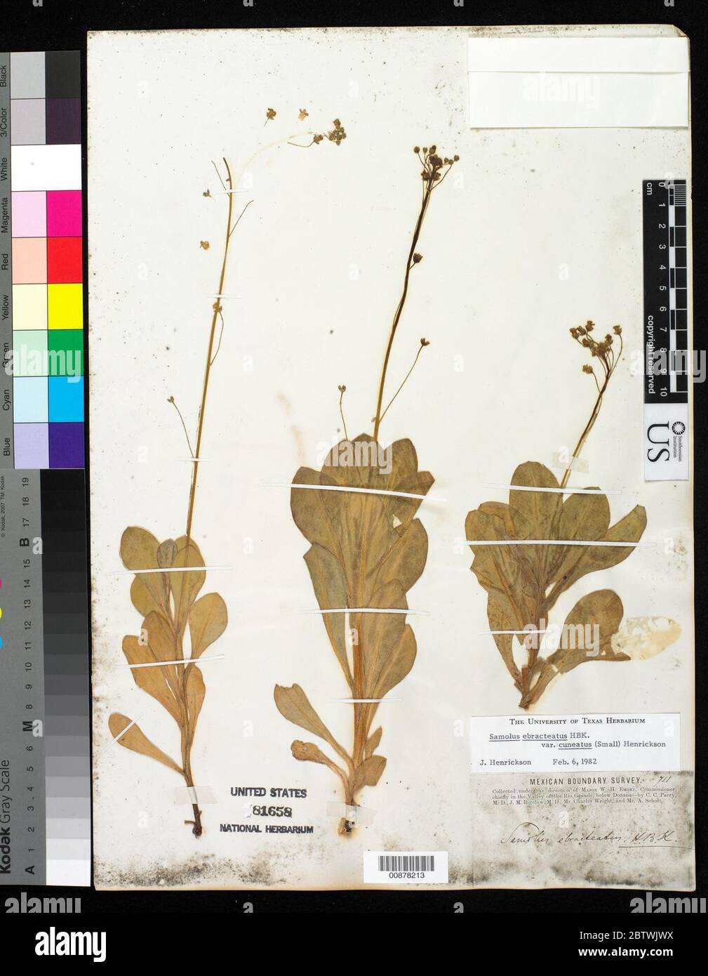 Samolus ebracteatus var cuneatus Small Henrickson Stock Photo - Alamy