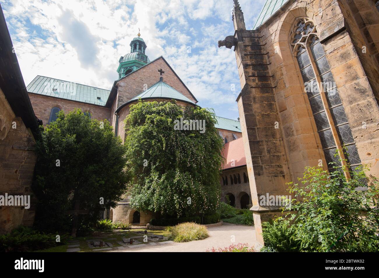 Rose of hildesheim bloom hi-res stock photography and images - Alamy