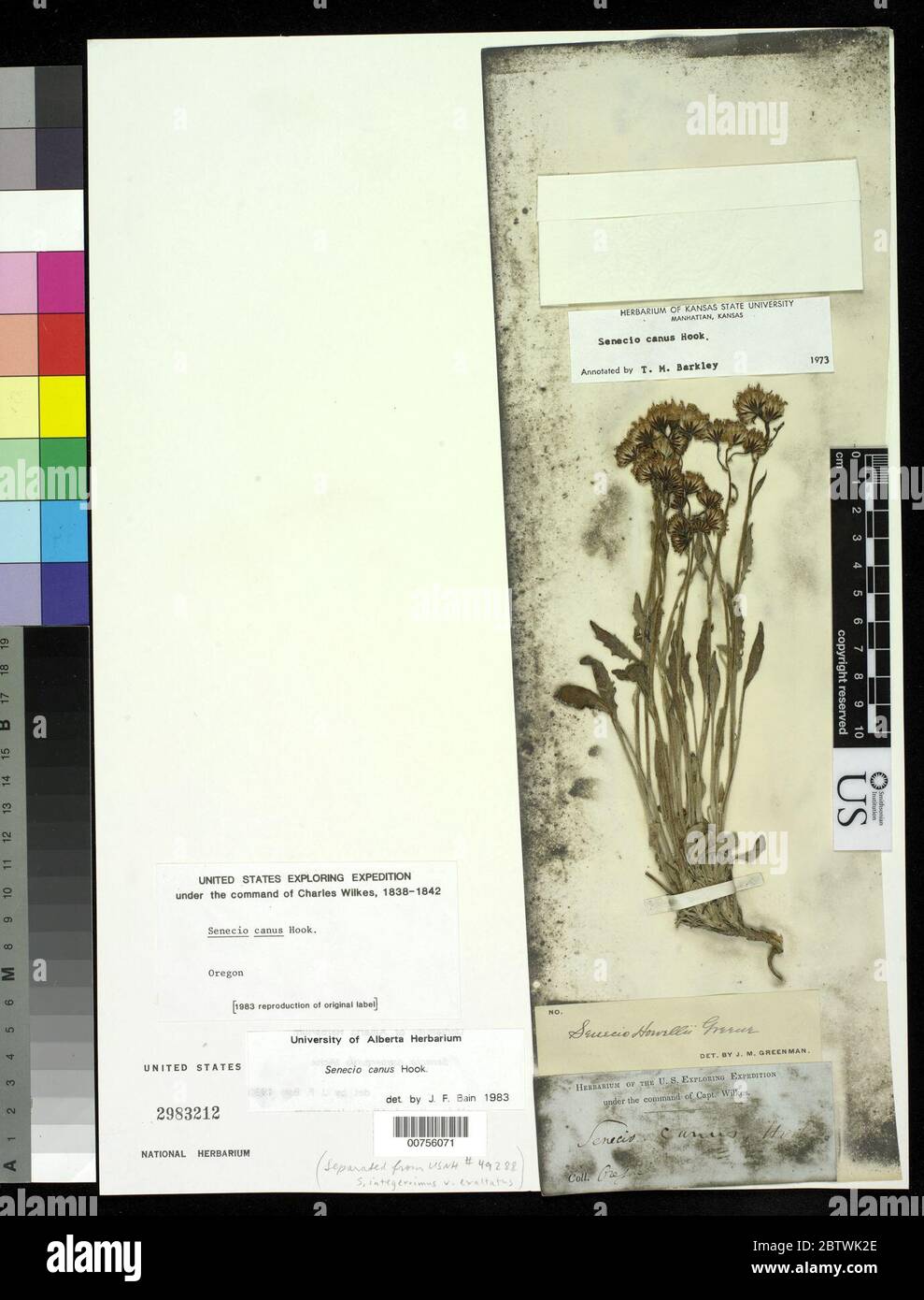 Senecio canus Hook Stock Photo - Alamy