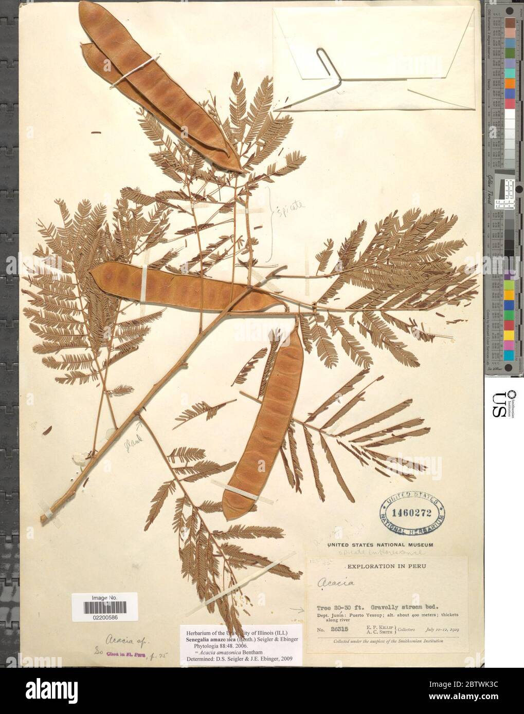 Senegalia amazonica Seigler Ebinger Stock Photo - Alamy