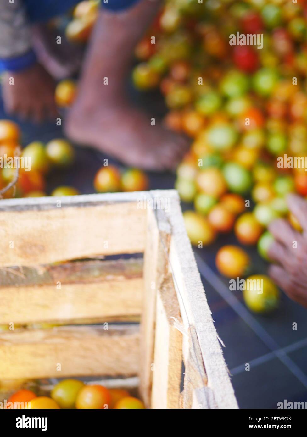 Workers package tomatoes in a box before being brought to the market ...