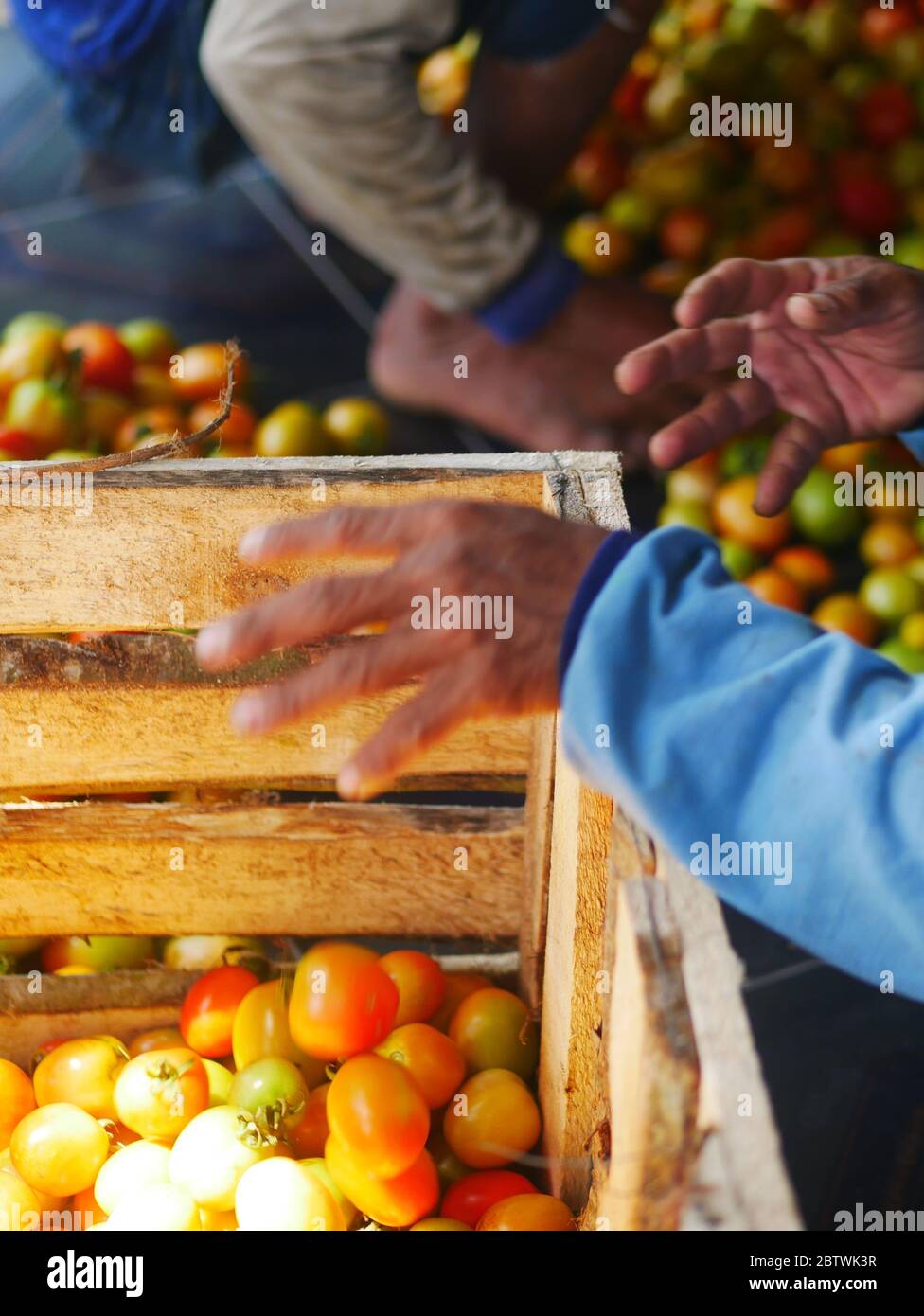 Workers package tomatoes in a box before being brought to the market ...