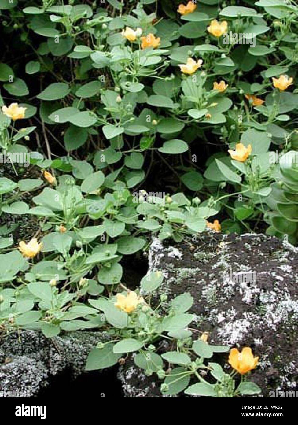 Sida fallax hi-res stock photography and images - Alamy