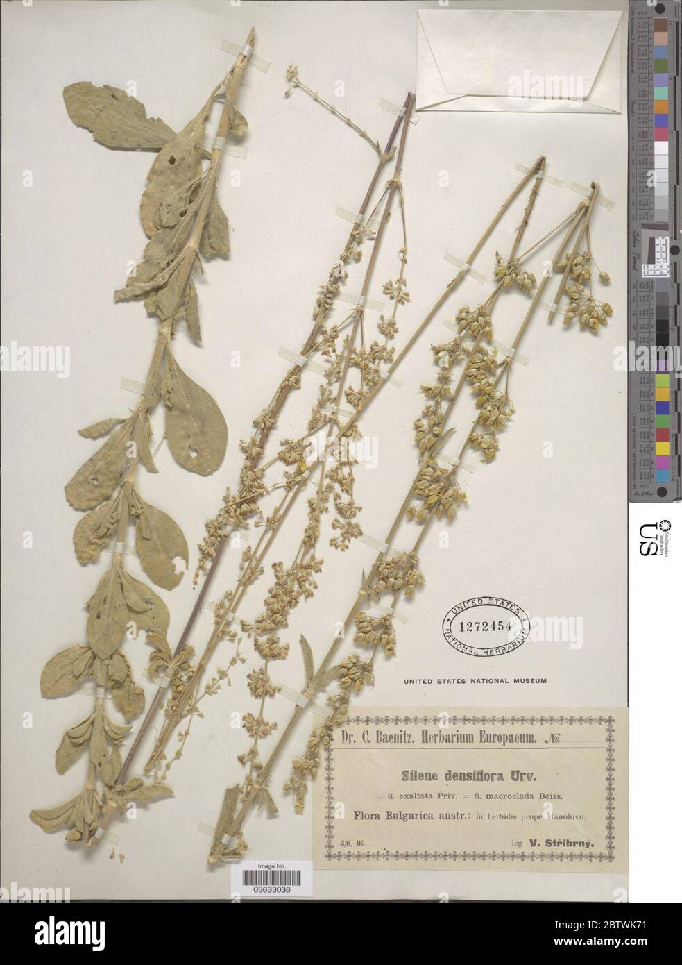 Silene densiflora Dusn Bocquet Stock Photo - Alamy