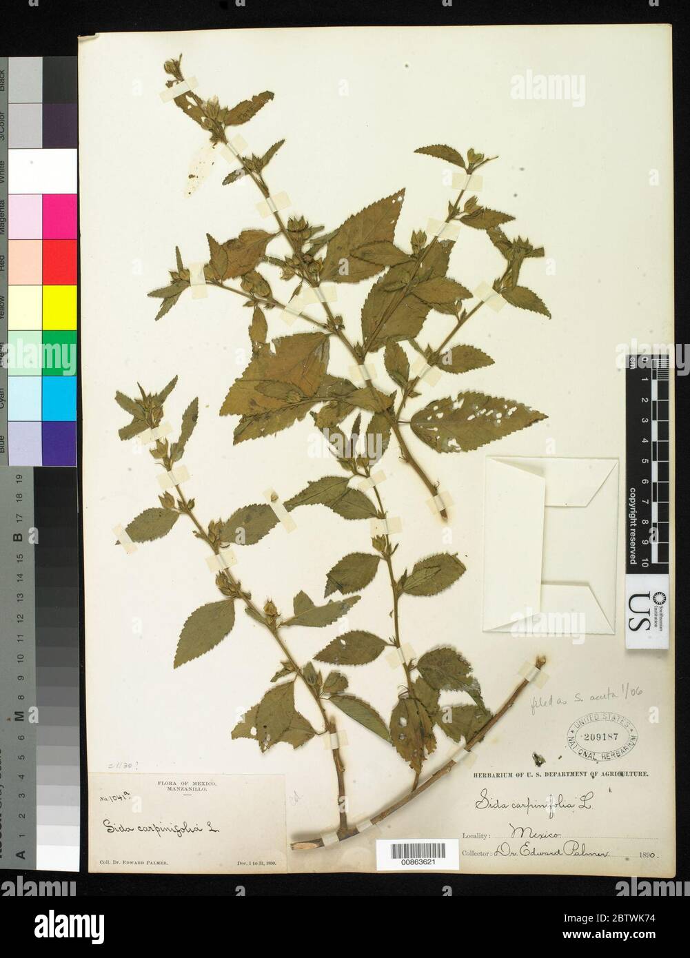 Sida acuta burm hi-res stock photography and images - Alamy