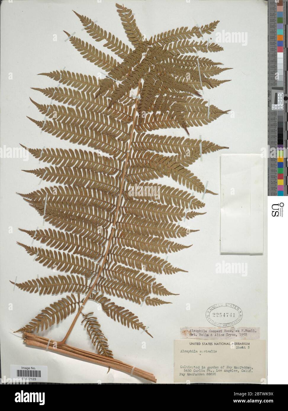 Sphaeropteris hi-res stock photography and images - Alamy