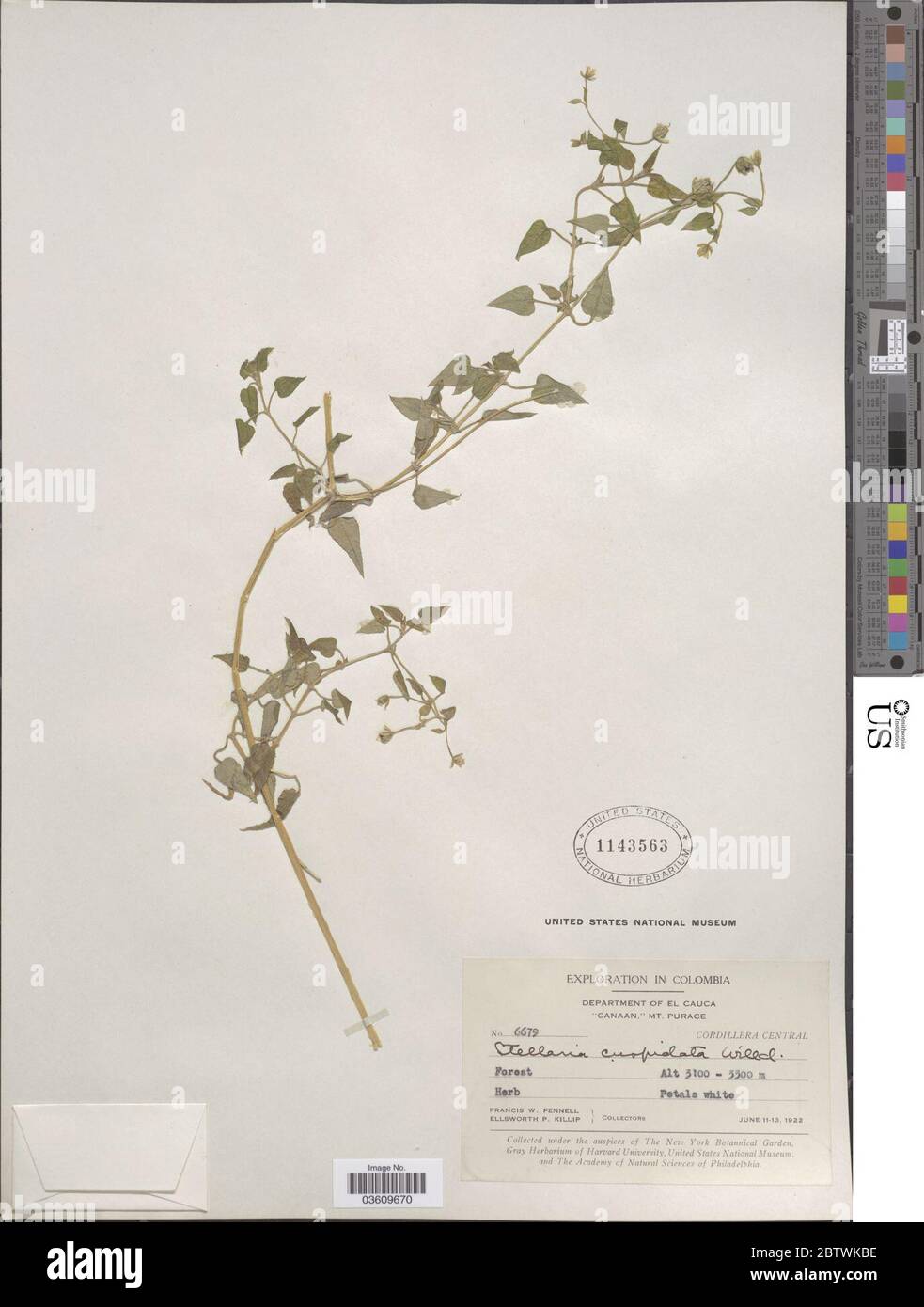 Stellaria cuspidata hi-res stock photography and images - Alamy