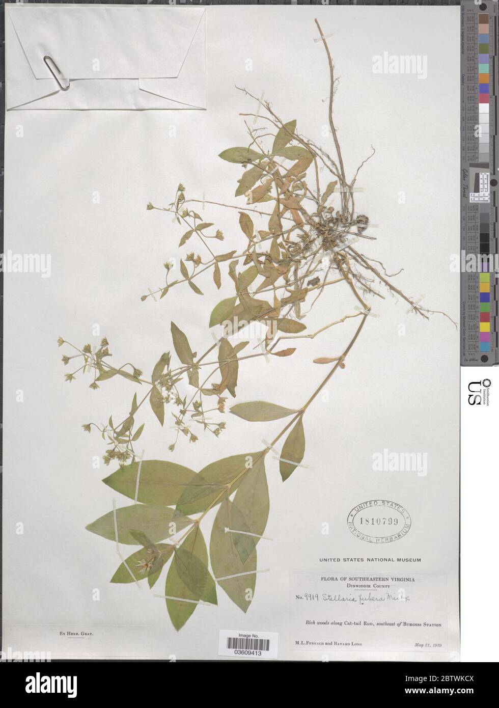 Pubera hi-res stock photography and images - Alamy