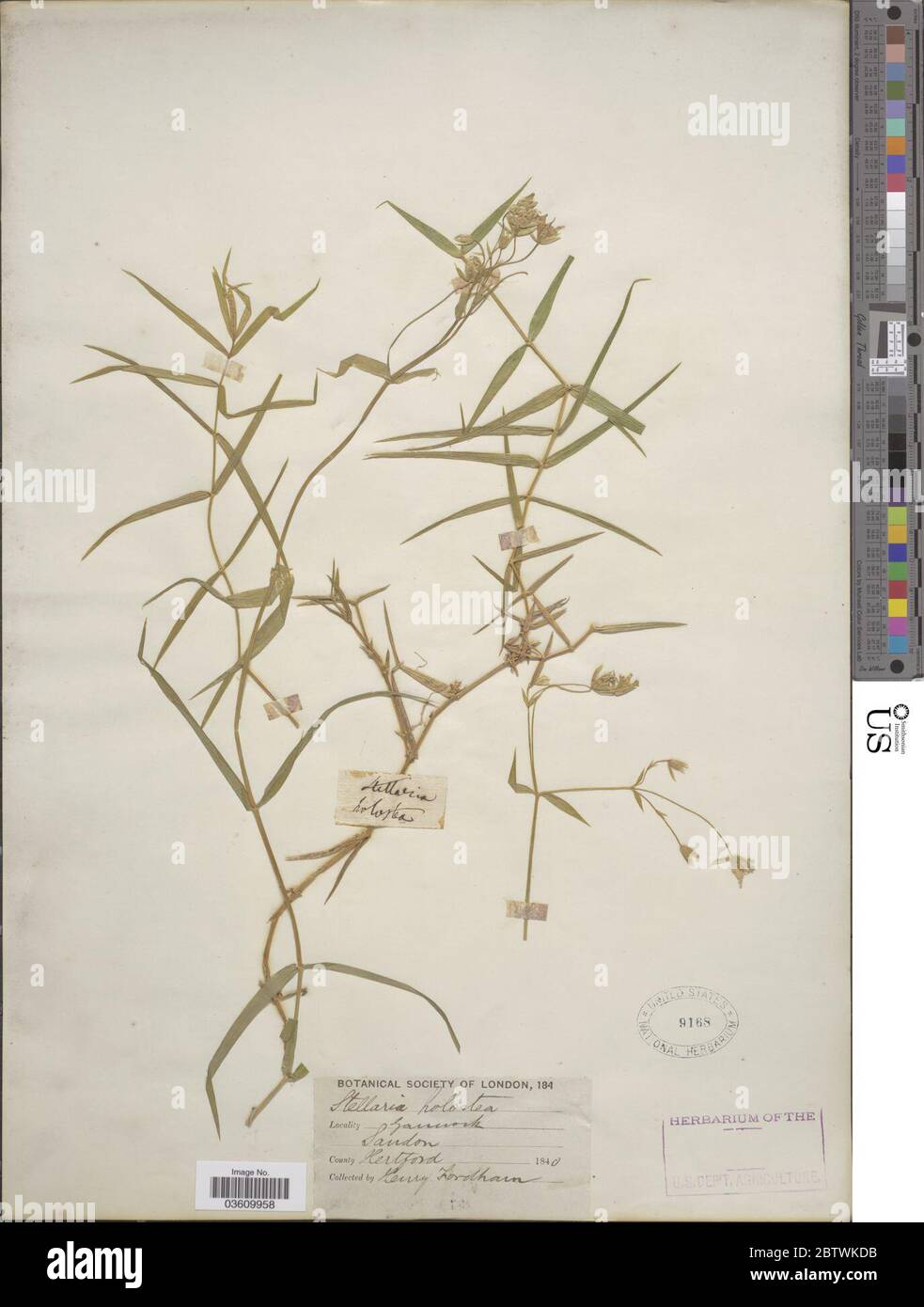 S stellaria hi-res stock photography and images - Alamy