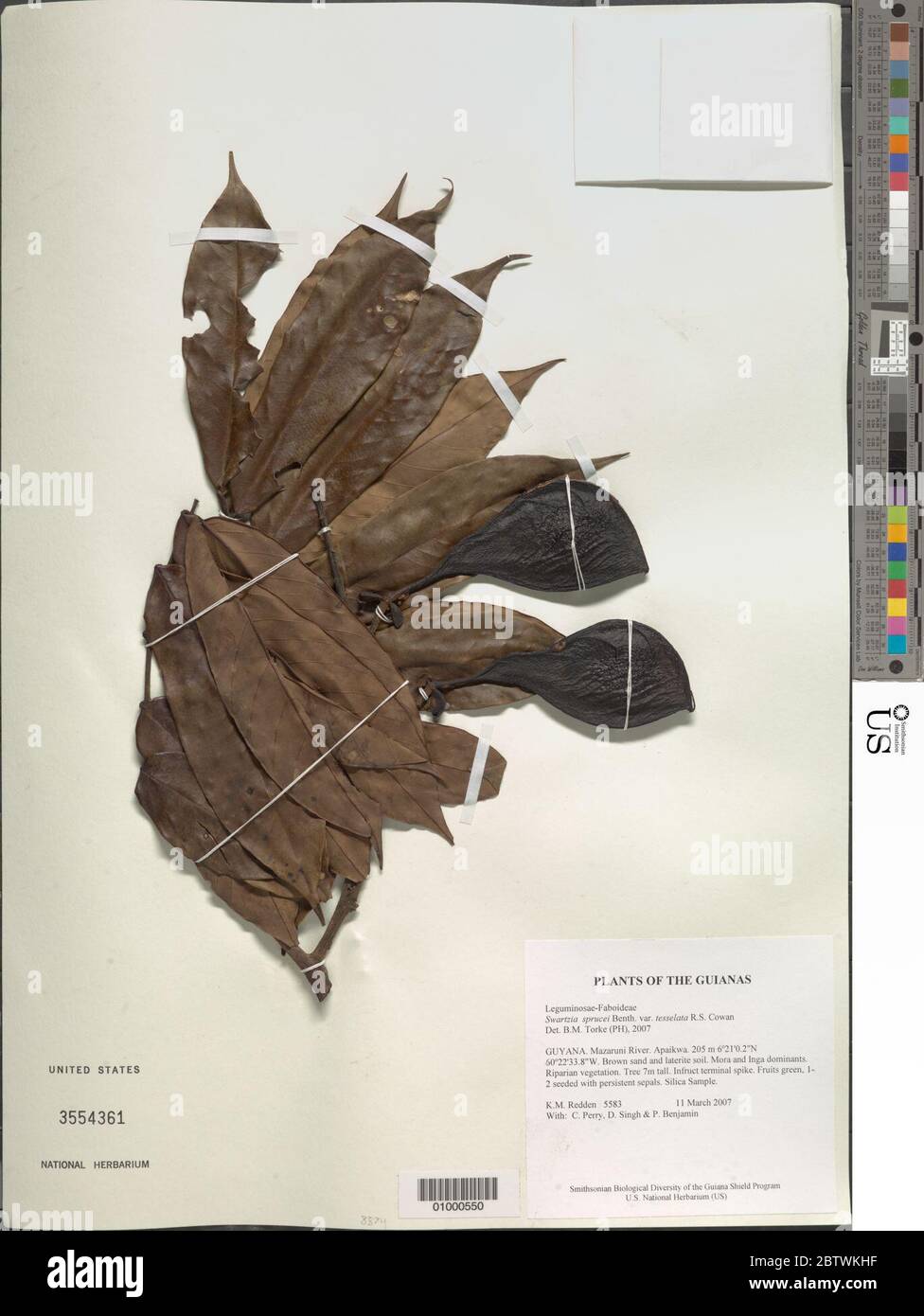 Swartzia hi-res stock photography and images - Alamy