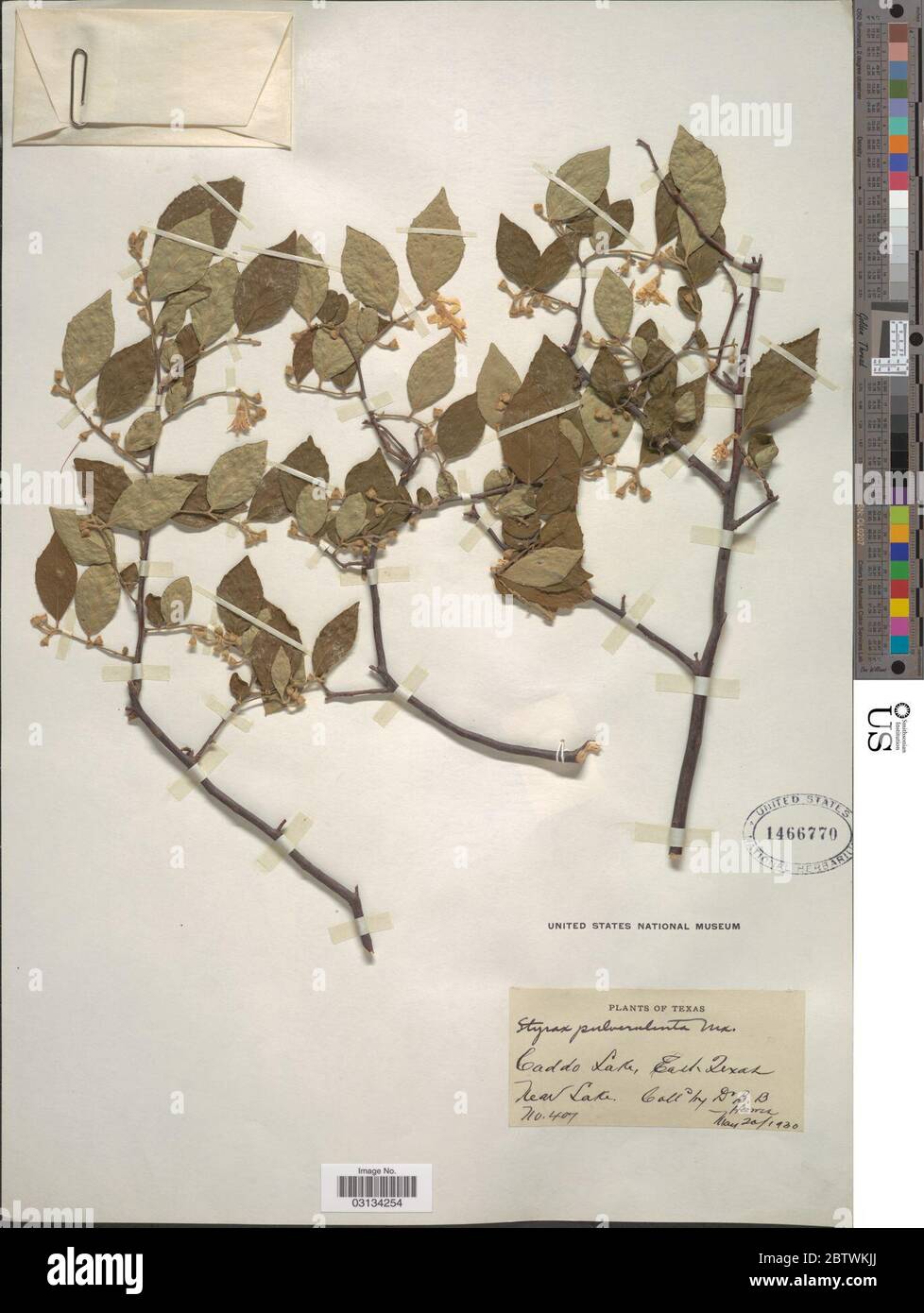 Styrax pulverulentus Michx Stock Photo - Alamy