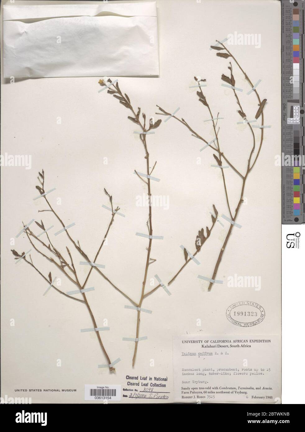 Talinum hi-res stock photography and images - Alamy