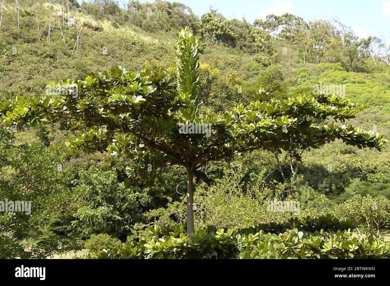 Terminalia carolinensis Kaneh Stock Photo - Alamy