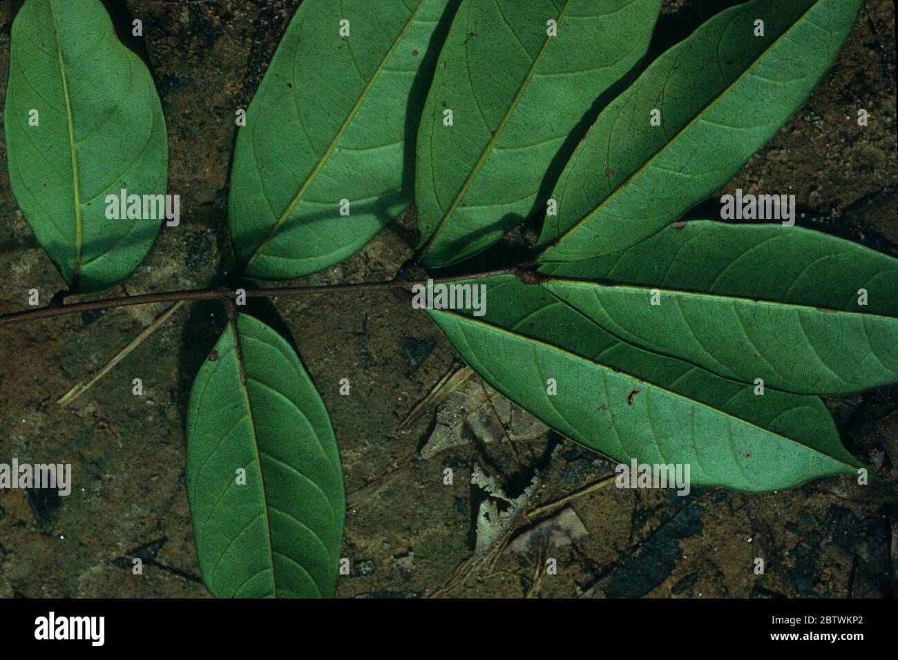 Talisia hi-res stock photography and images - Alamy