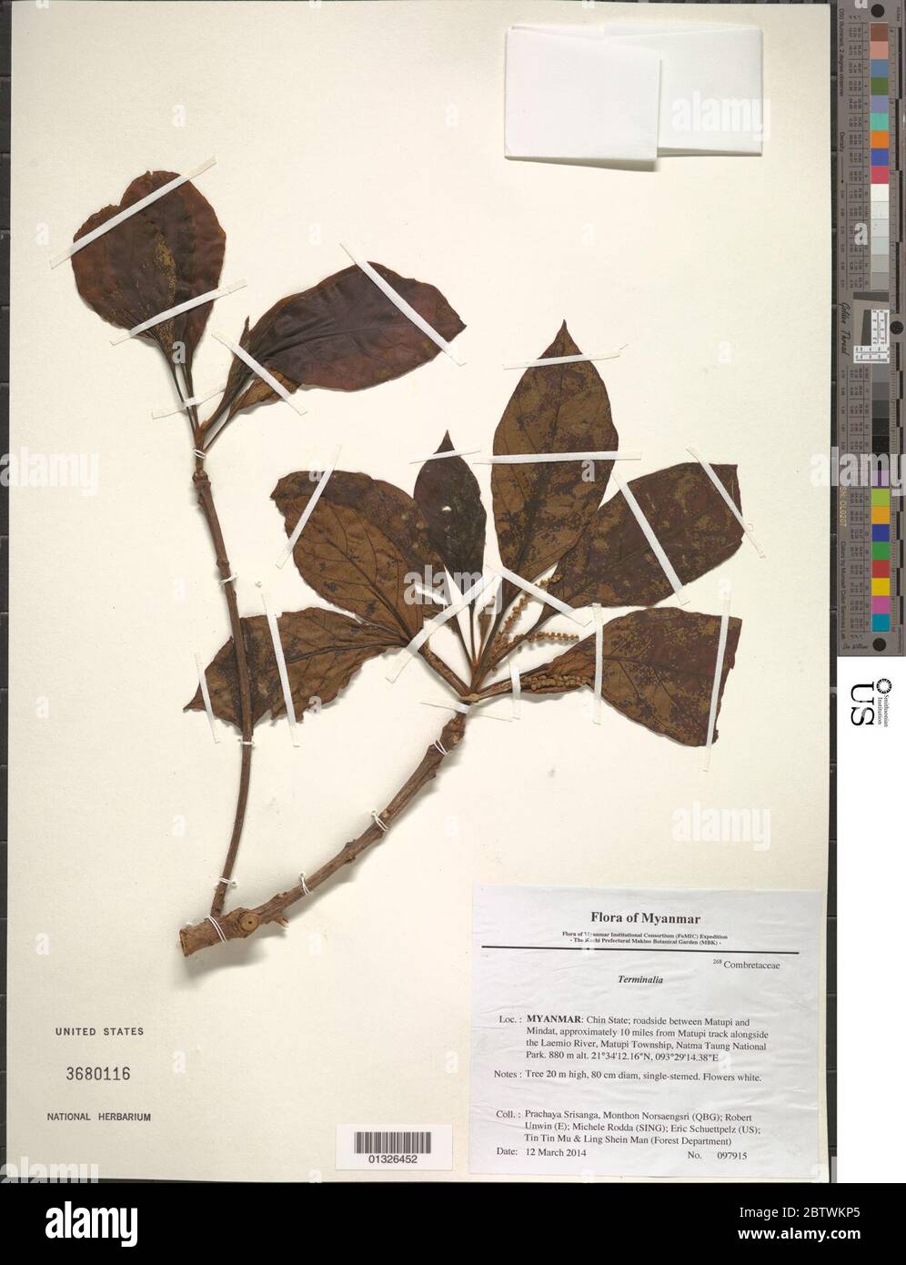 Terminalia sp hi-res stock photography and images - Alamy