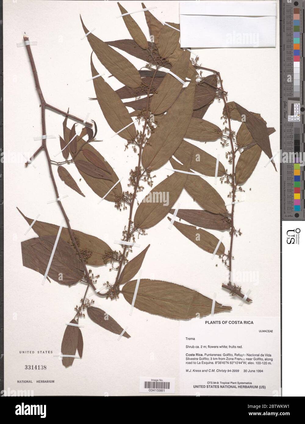 Trema hi-res stock photography and images - Alamy