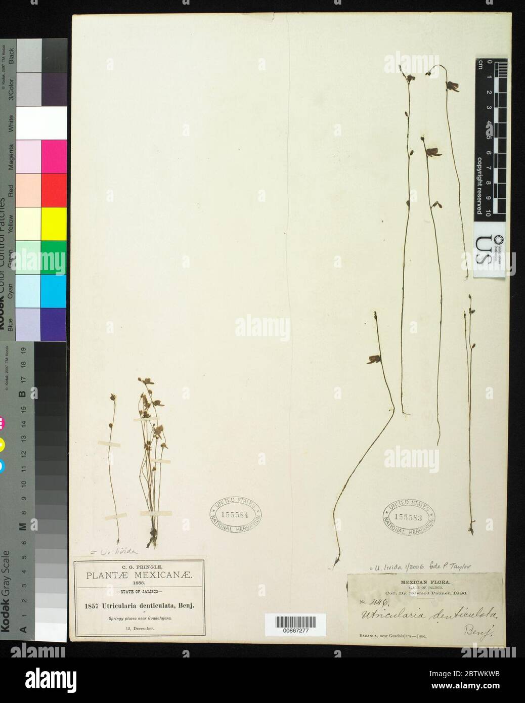 Utricularia livida E Mey Stock Photo - Alamy