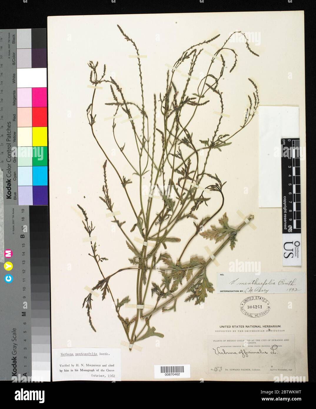Verbena menthaefolia Benth Stock Photo - Alamy