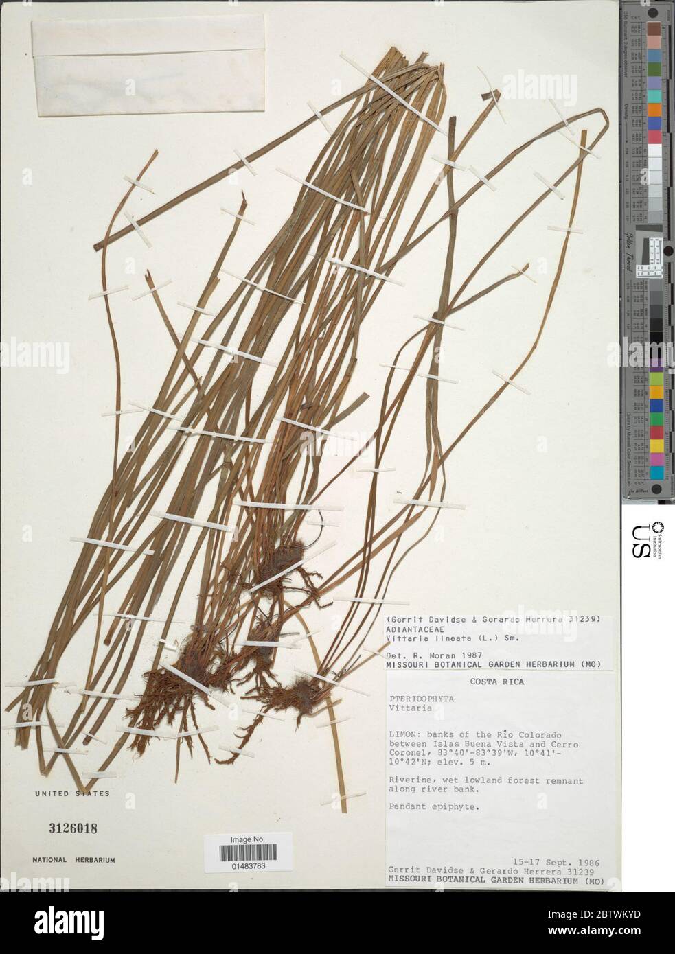 Vittaria High Resolution Stock Photography and Images - Alamy