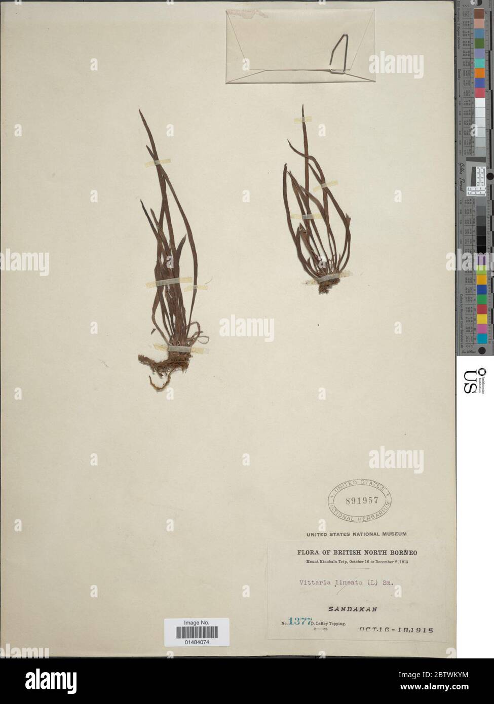 Vittaria lineata hi-res stock photography and images - Alamy