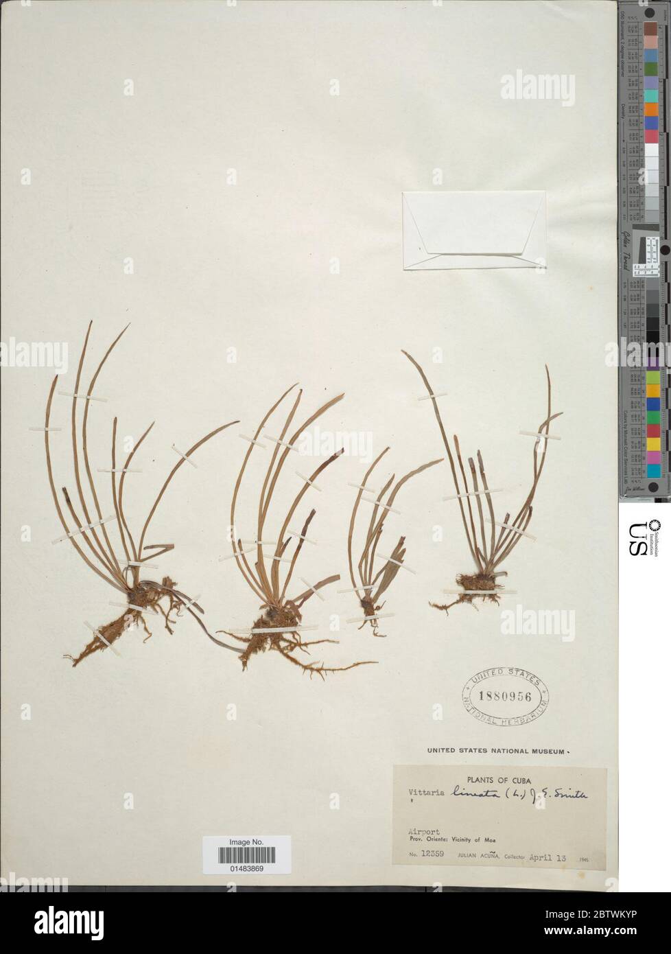 Vittaria hi-res stock photography and images - Alamy