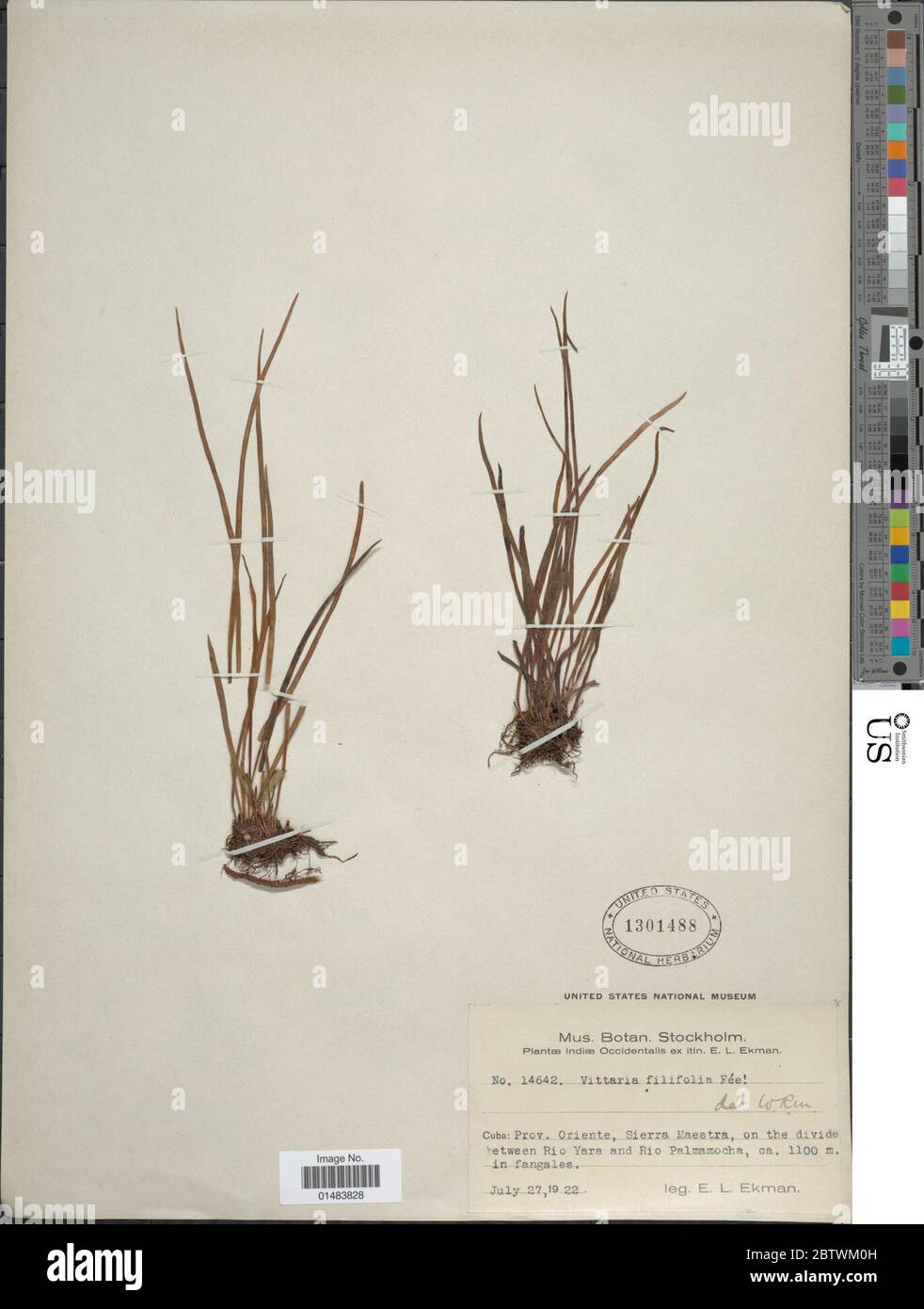 Vittaria hi-res stock photography and images - Alamy