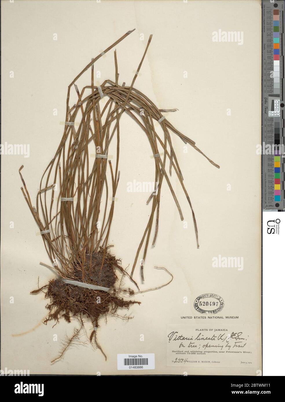 Vittaria High Resolution Stock Photography and Images - Alamy