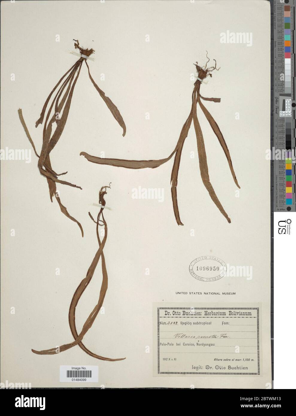 Vittaria hi-res stock photography and images - Alamy