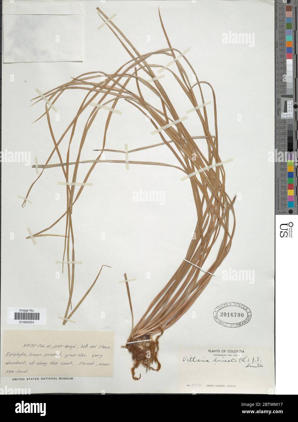 Vittaria lineata hi-res stock photography and images - Alamy