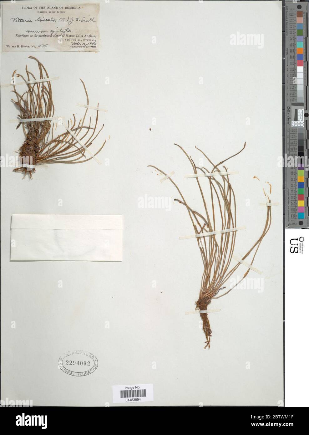 Vittaria lineata hi-res stock photography and images - Alamy