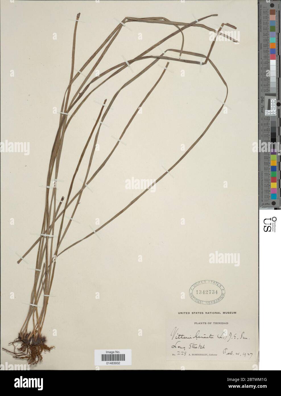 Vittaria hi-res stock photography and images - Alamy