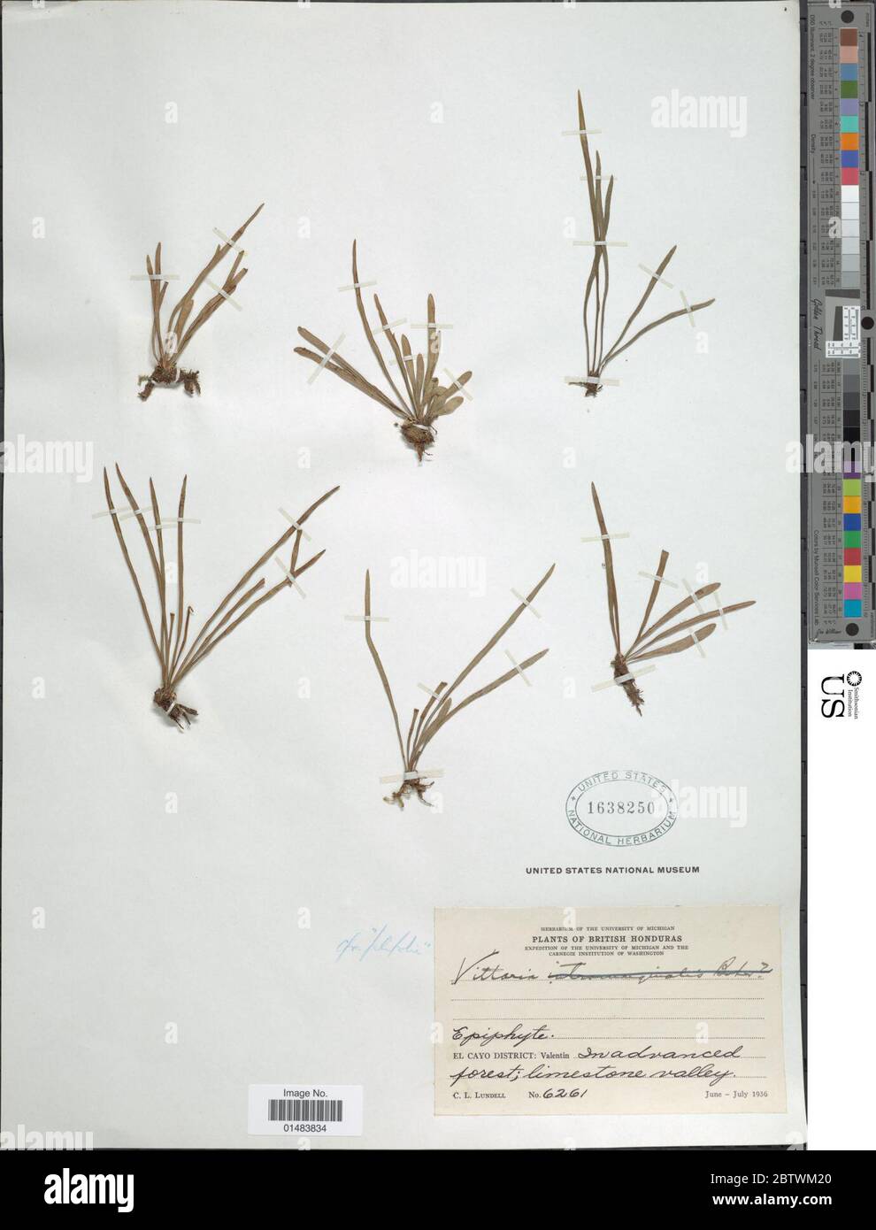 Vittaria High Resolution Stock Photography and Images - Alamy