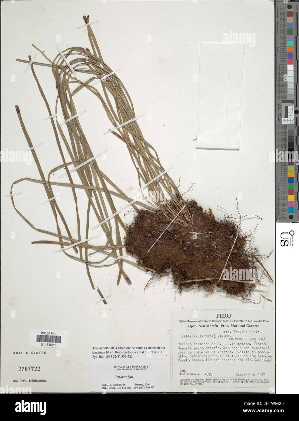 Vittaria High Resolution Stock Photography and Images - Alamy