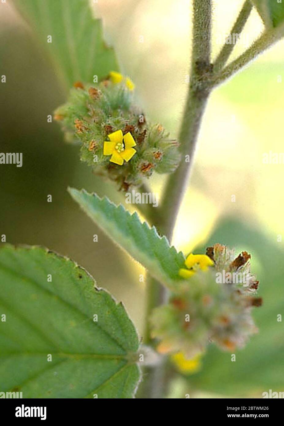 Waltheria indica L Stock Photo - Alamy