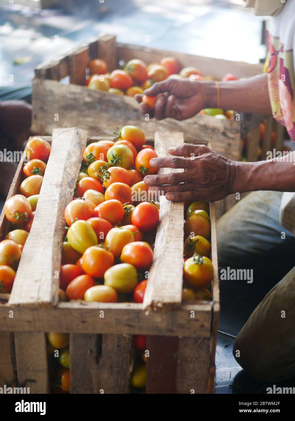 Workers package tomatoes in a box before being brought to the market ...