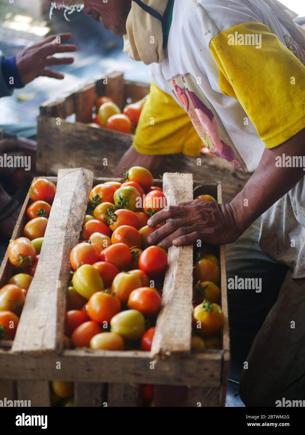 Workers package tomatoes in a box before being brought to the market ...
