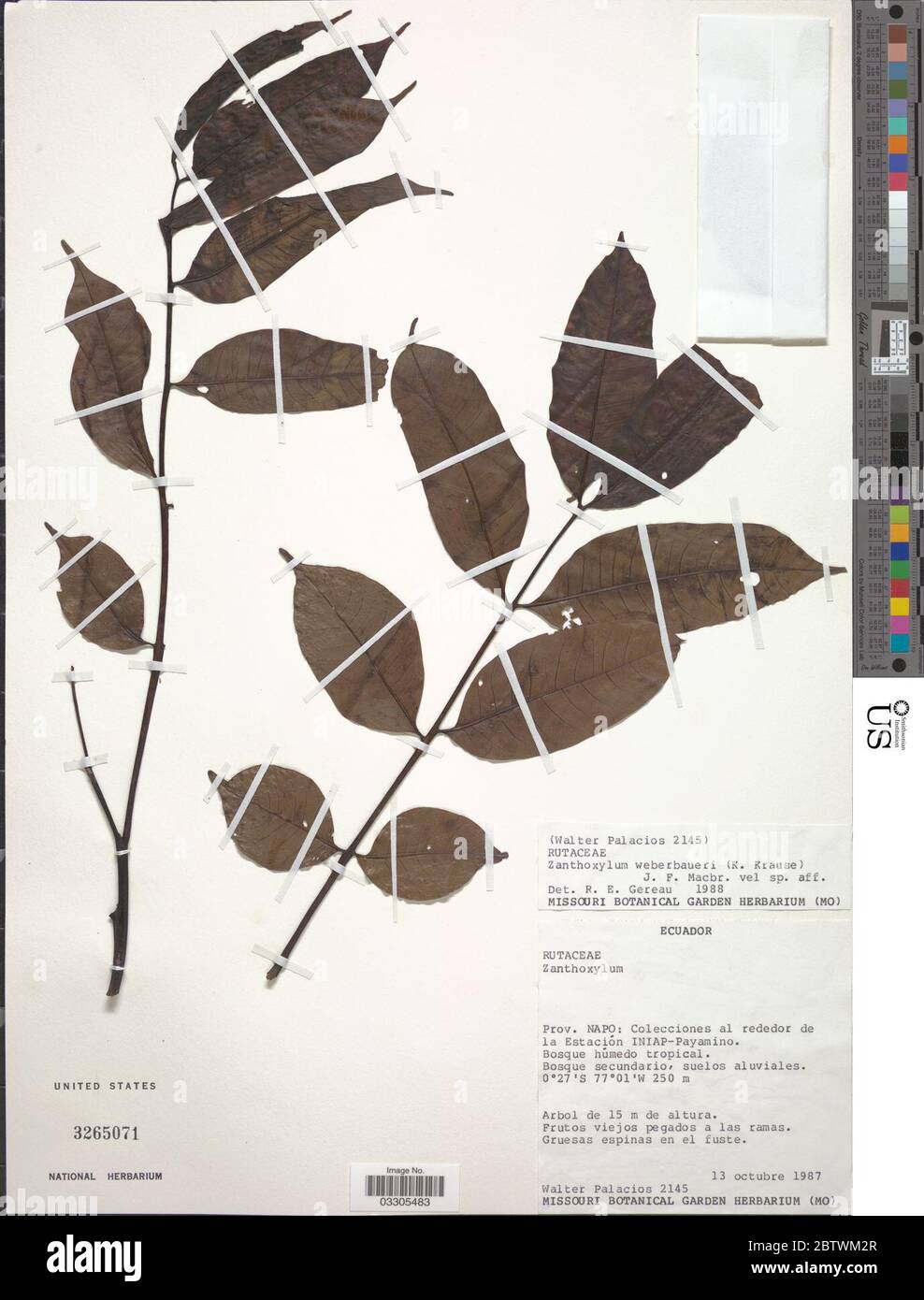 Zanthoxylum zanthoxylum sp hi-res stock photography and images - Alamy