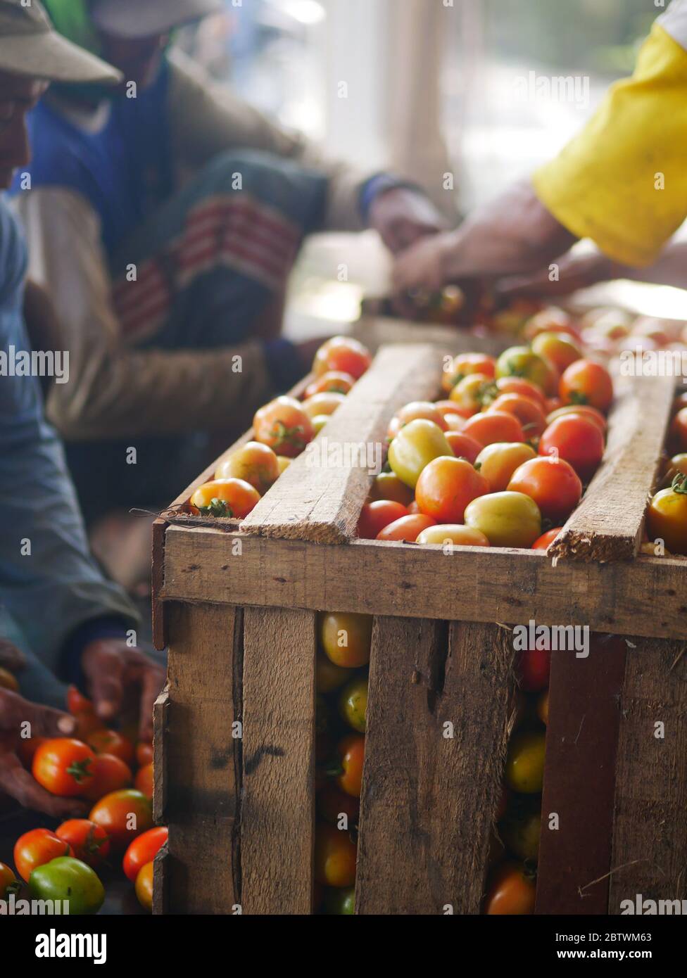 Workers package tomatoes in a box before being brought to the market ...