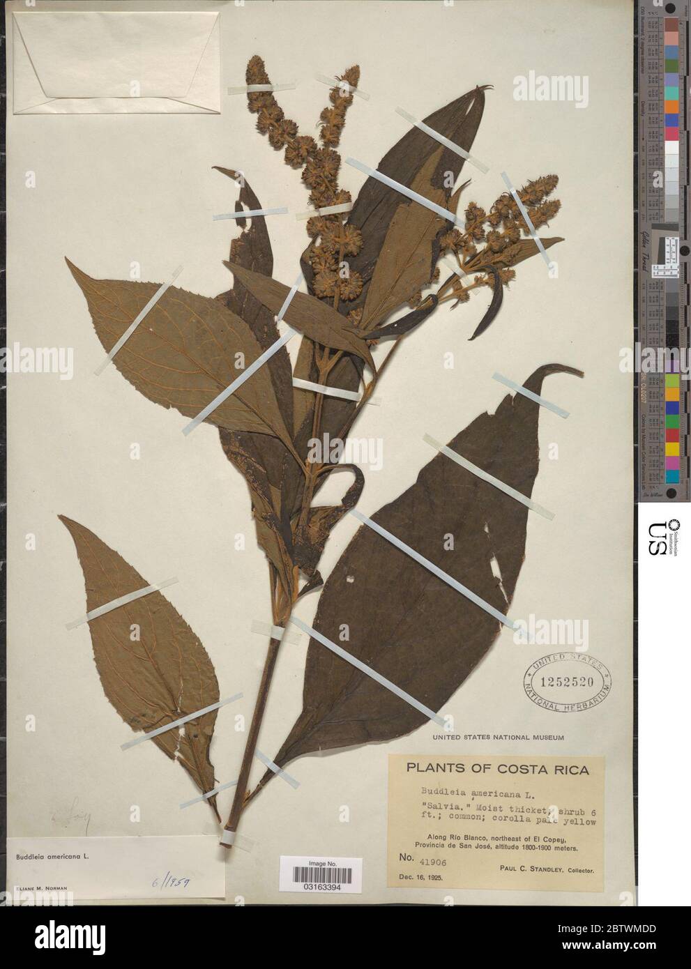 Buddleja americana L Stock Photo - Alamy