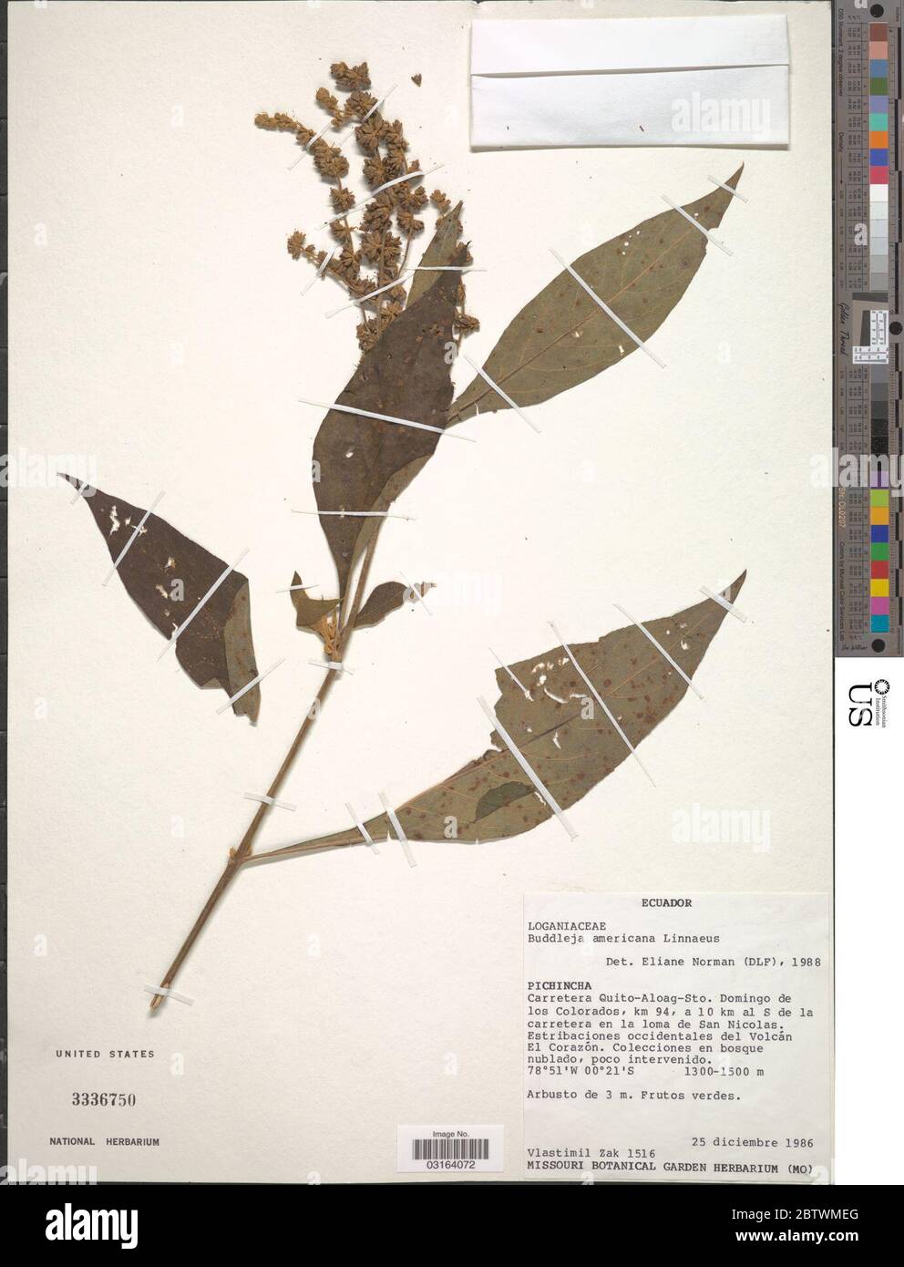 Buddleja americana L Stock Photo - Alamy