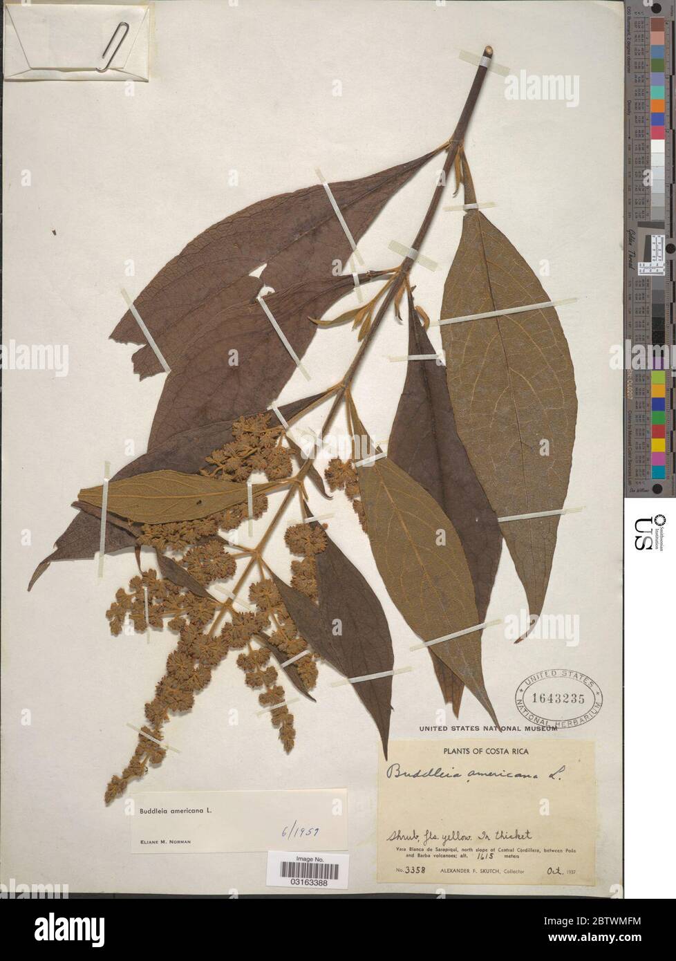 Buddleja americana L Stock Photo - Alamy