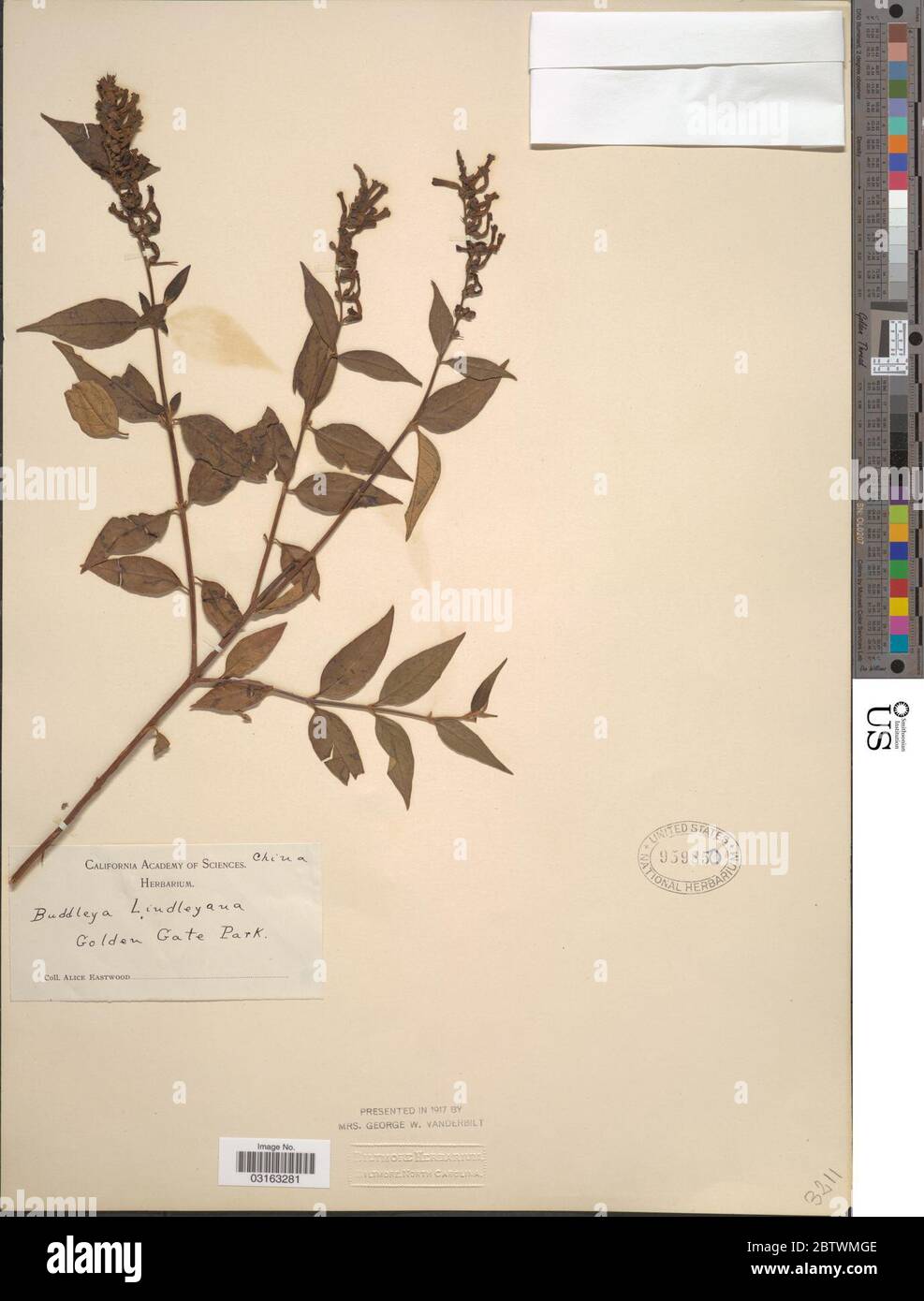 Buddleja lindleyana Fortune Stock Photo - Alamy