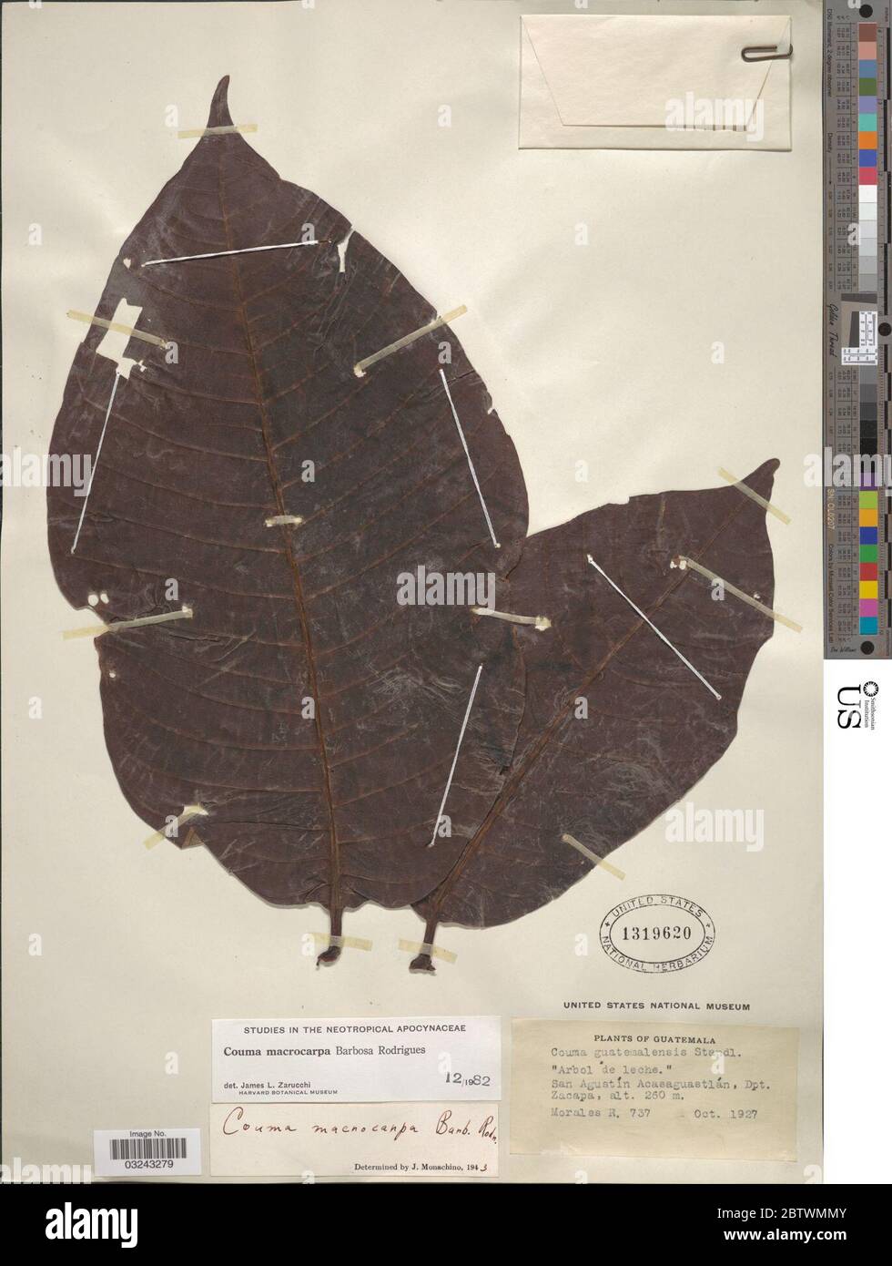 Couma macrocarpa Barb Rodr Stock Photo - Alamy